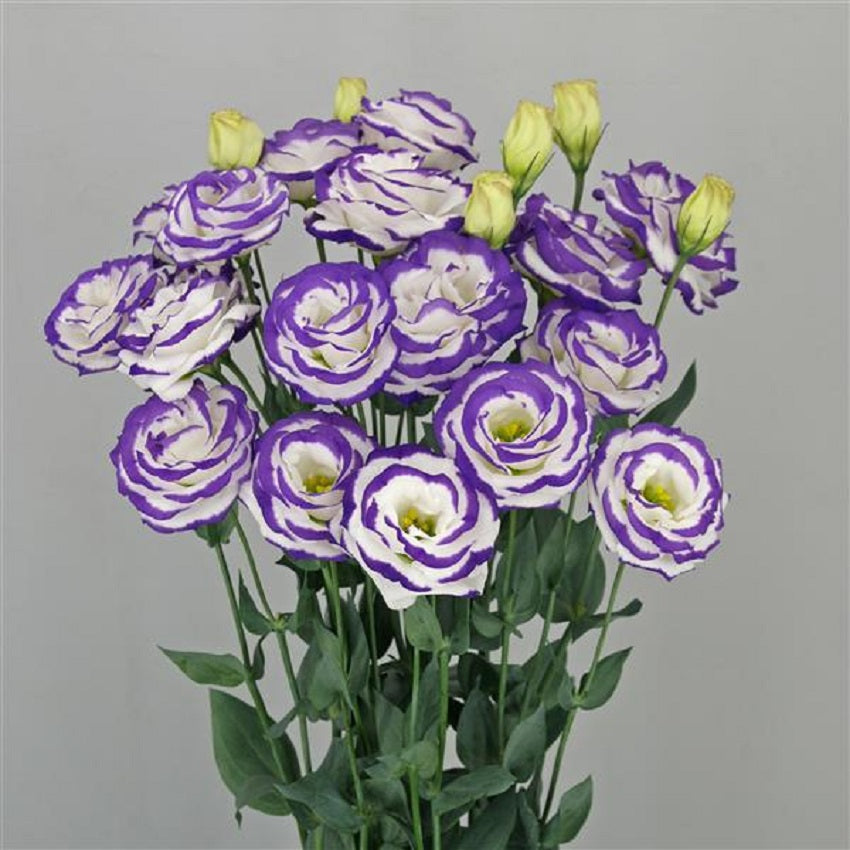 Lisianthus Arosa 3 Blue Picotee | Lisianthus Seeds | 25 Flower Seeds ...