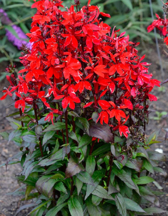 Lobelia Seeds 50 Pelleted Seeds Lobelia Starship Scarlet