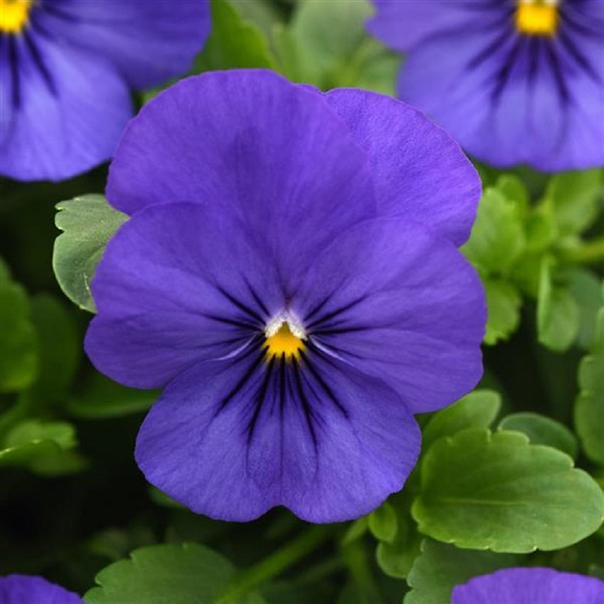 Trailing Petunia | Pansies | Cool Wave® Blue | Pansy Seeds
