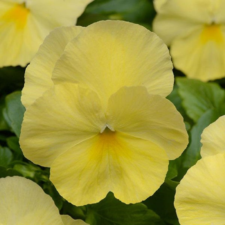 Trailing Pansy Seeds – trailingpetunia.com