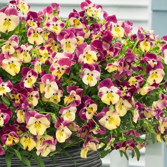 Trailing Pansy Seeds