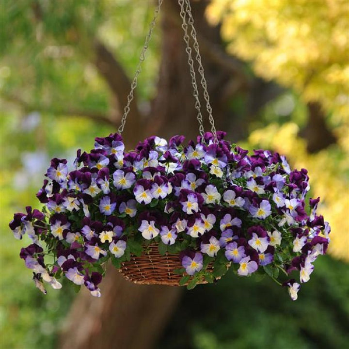 Trailing Pansy Seeds – trailingpetunia.com