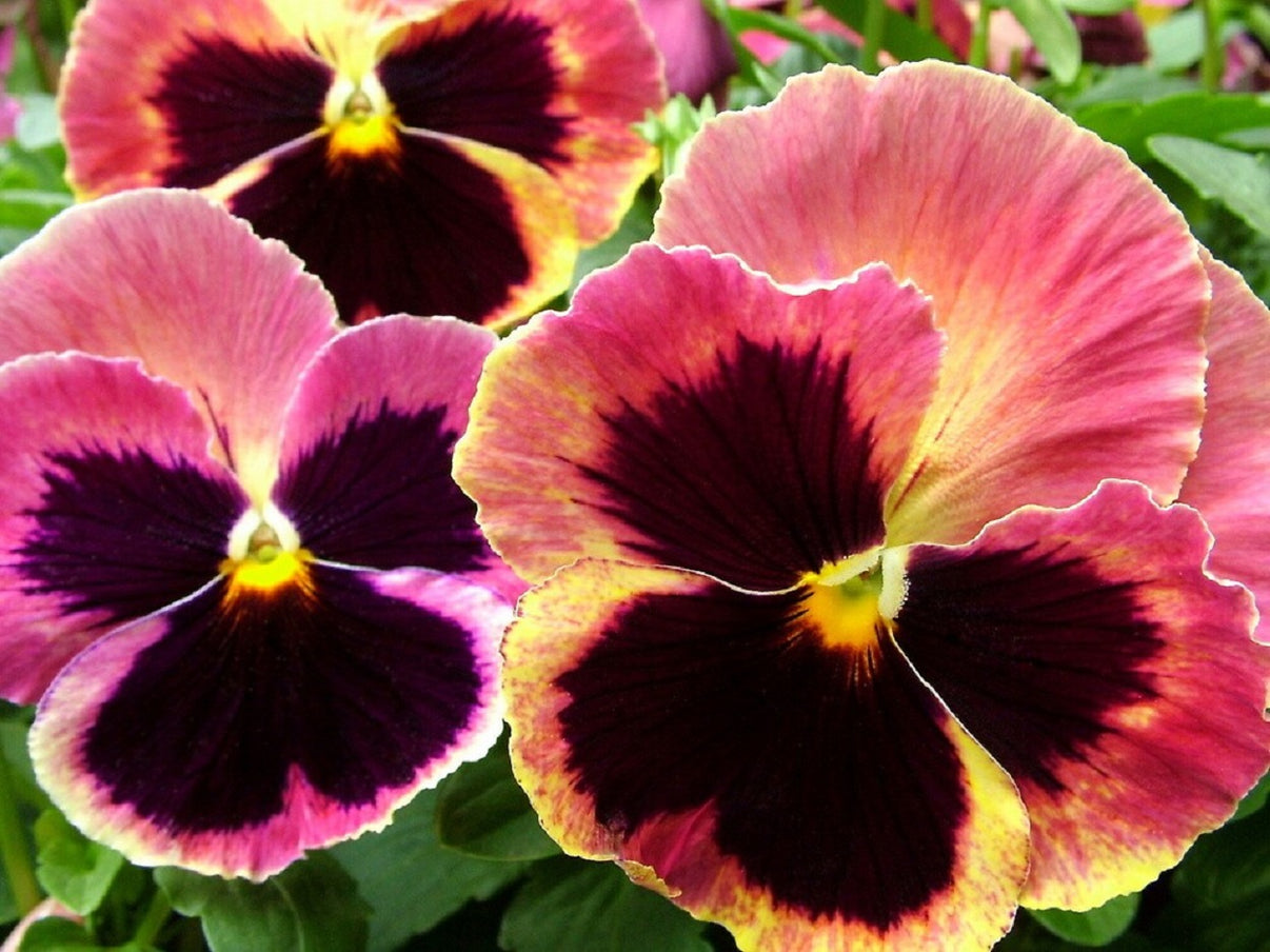 Pansy Seeds Pansy Matrix Sunrise 25 Seeds Pansies – trailingpetunia.com