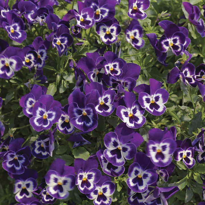 Trailing Pansy Seeds