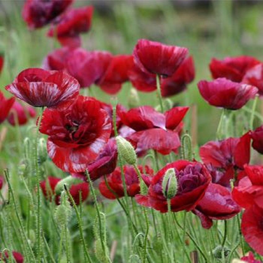 Papaver Rhoeas 100 Seeds Shirley Pandora Poppy Seeds Papaver Seeds