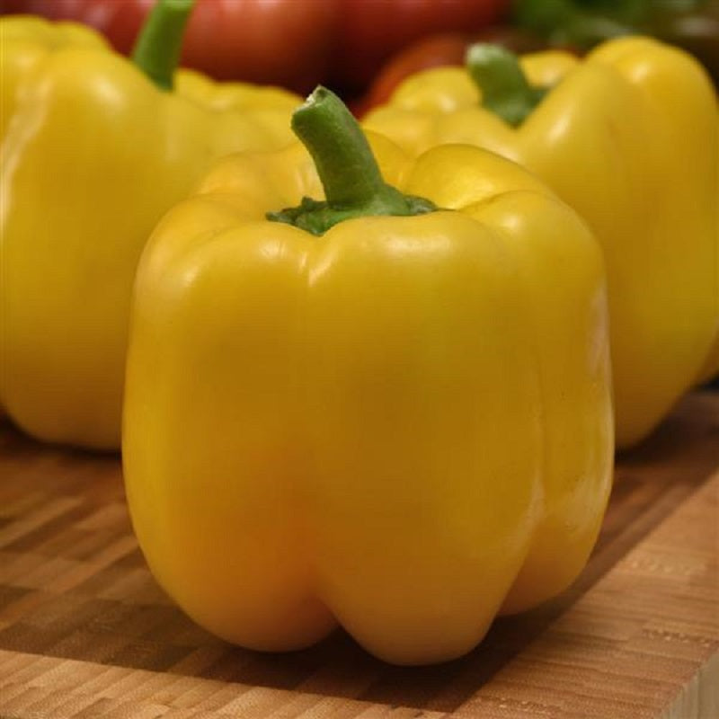 Trailblazer Pepper | 25 Pepper Seeds | Yellow Bell Pepper