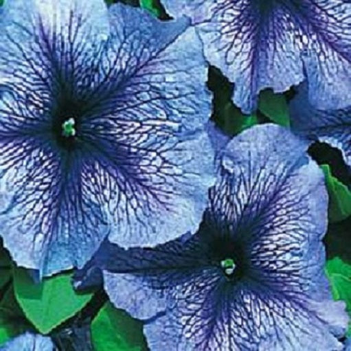 Petunia Seeds 25 thru 1,000 Pelleted Seeds Petunia Daddy Blue ...