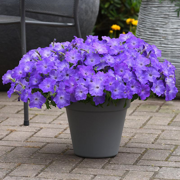 Trailing Petunia: Flower Seeds & Vegetable Seeds | Cut Flower Seeds ...