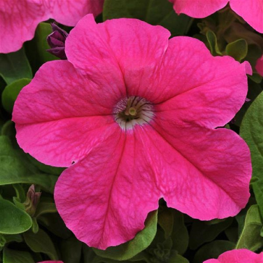 Multiflora petunias | Petunia Ez Rider Deep Pink | 50 Petunia Seeds ...