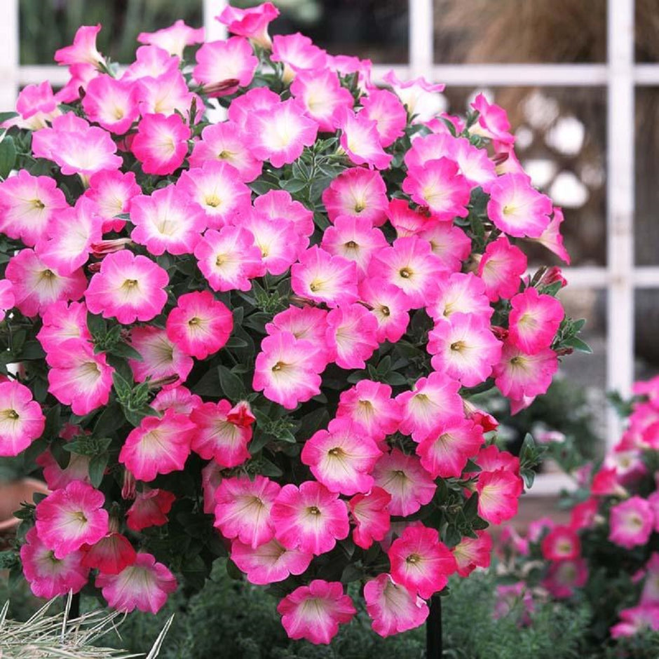 Easy Wave Petunia Seeds | Petunia Seeds | Trailing Petunias