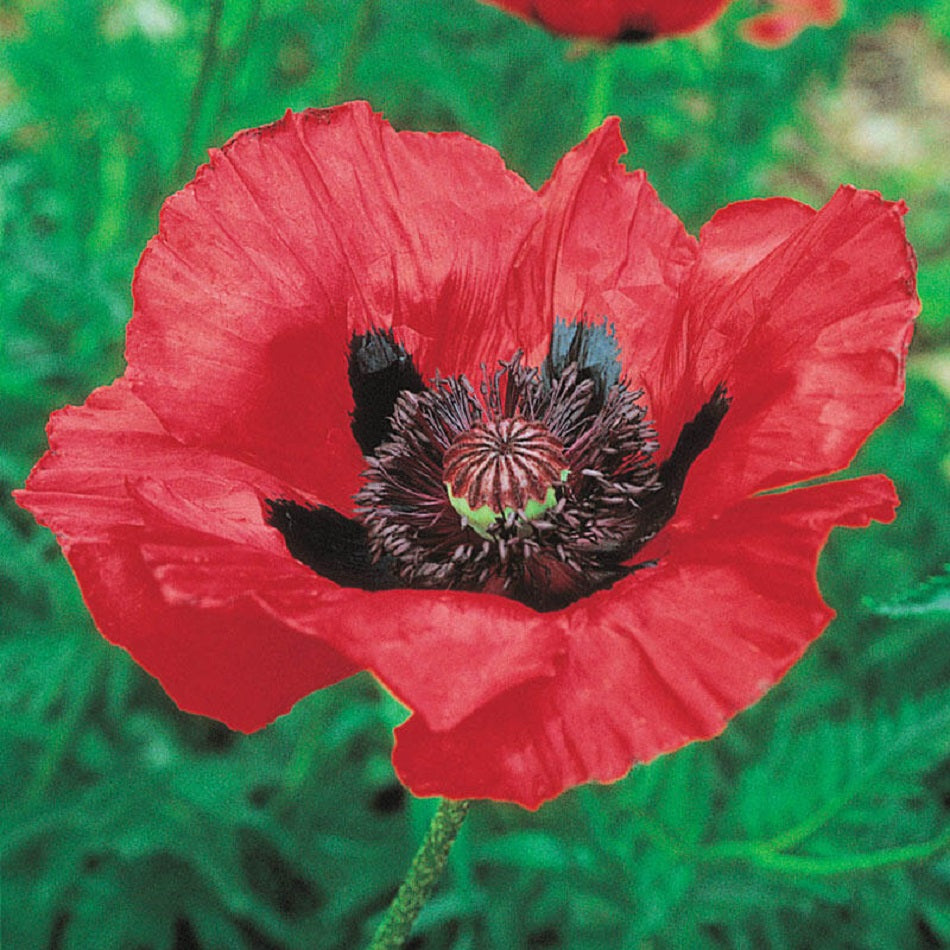 Poppy Seeds | Oriental Poppy | Beauty Of Livermere – trailingpetunia.com