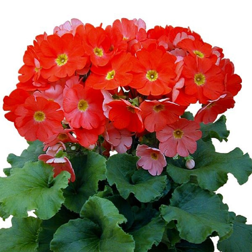 Flower Seeds For Sale | Orange Primrose Seeds | 50 Orange Primula Seeds