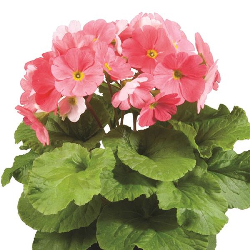 Flower Seeds For Sale | Primrose Seeds | 50 Primula Seeds