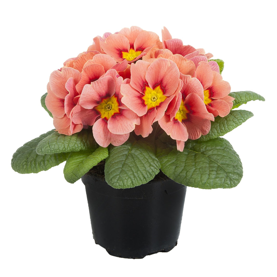 Best Primula Seeds For Planting – trailingpetunia.com