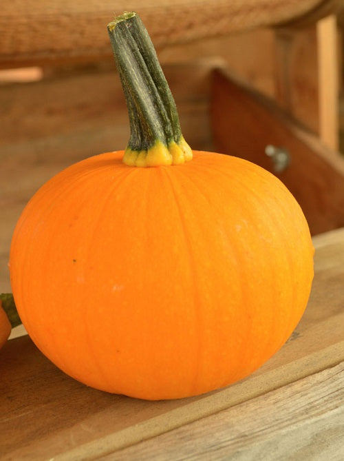 25 Pumpkin Seeds | Kandy Korn Plus | Pumpkins