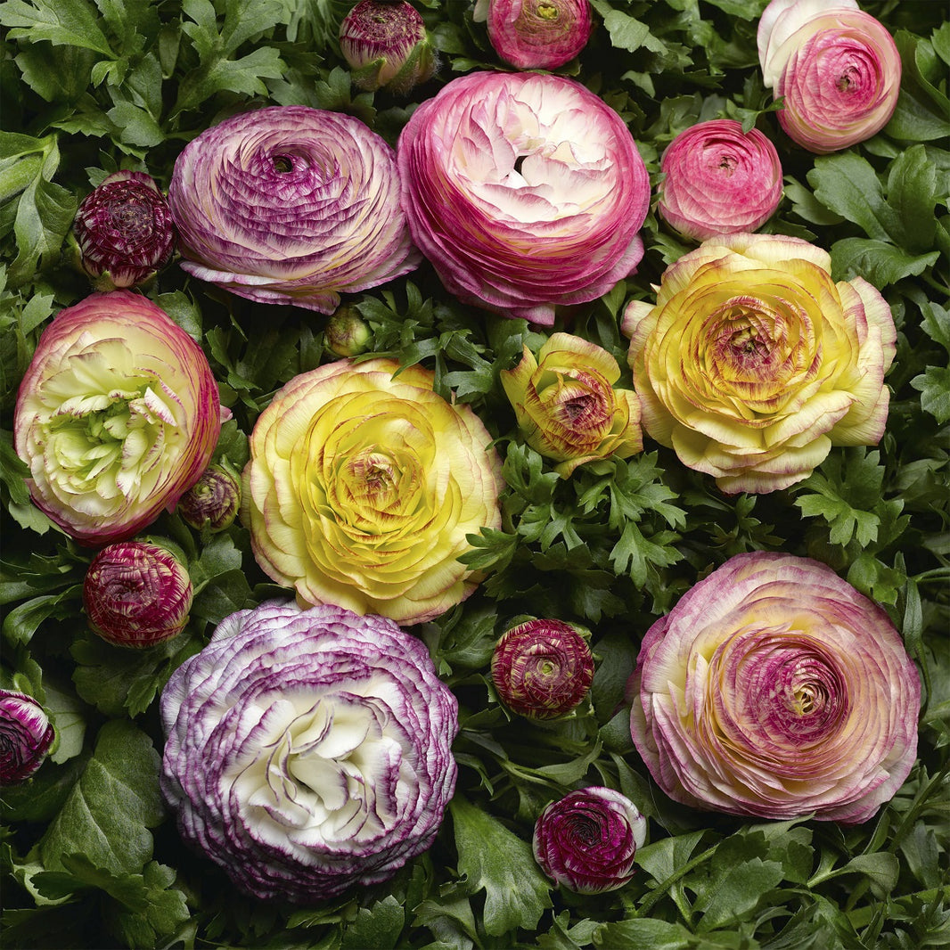Premium Ranunculus Seeds for Sale | Top Picks for Planting ...