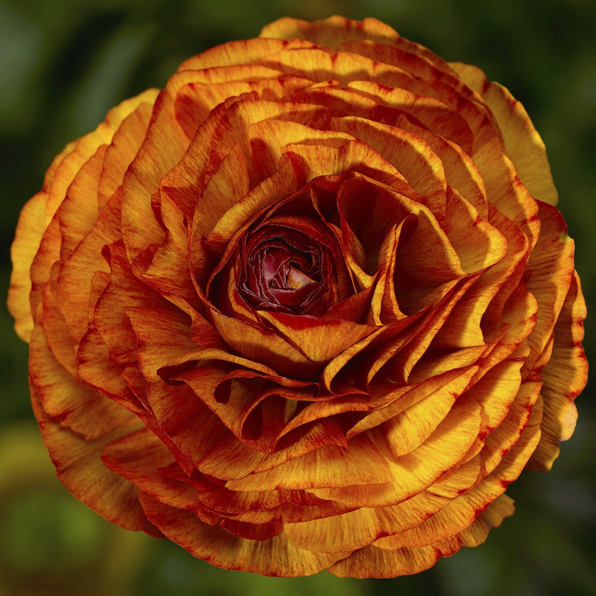 Ranunculus Seeds Magic Chocolate 25 Pelleted Seeds
