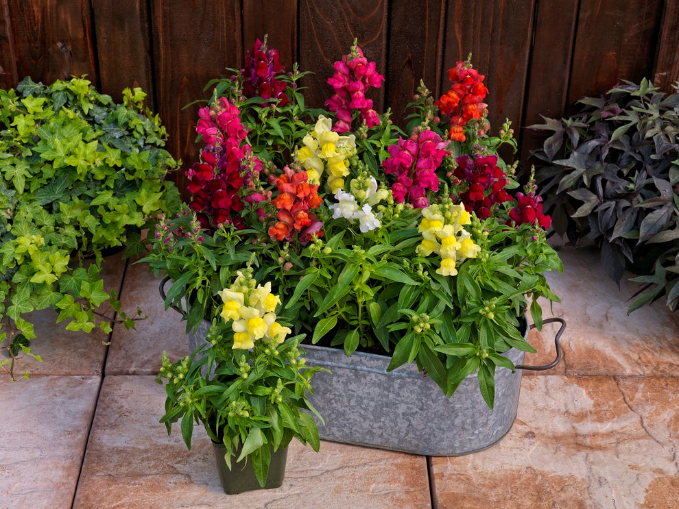 Dwarf Snapdragon Seeds Snapdragon Candy Tops Mix 25 thru 500 Pelleted
