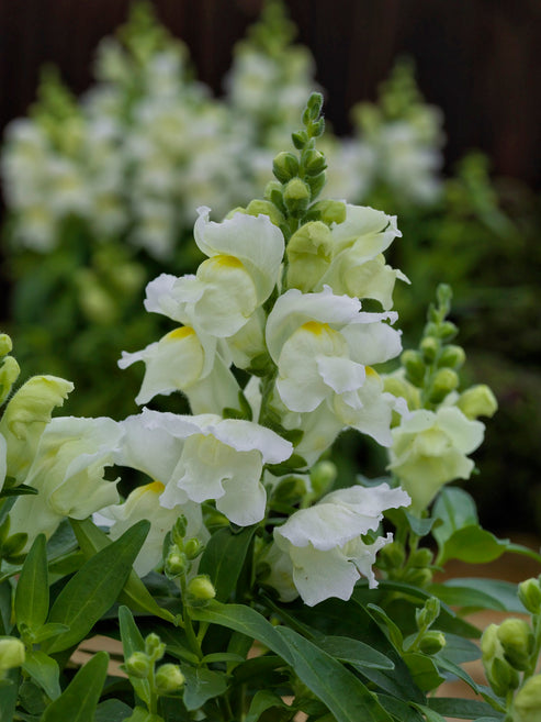Flower Seeds | Dwarf Snapdragon Seeds | Candy Tops White