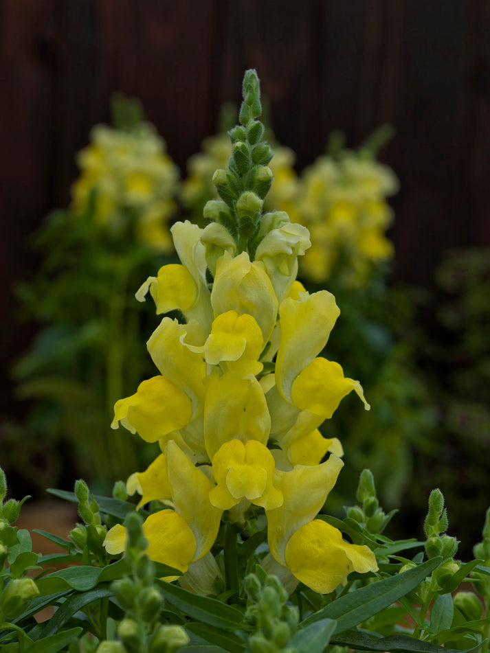 Flower Seeds | Dwarf Snapdragon Seeds | Candy Tops Yellow