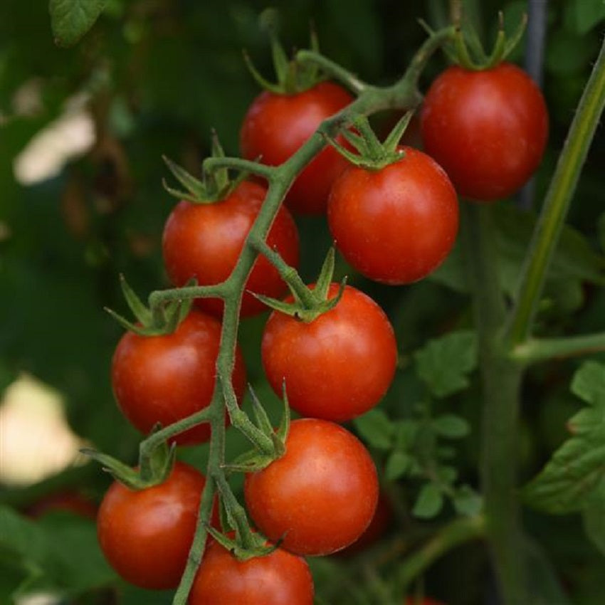 Tomato Seeds 25 Seeds Tomato Artemis – trailingpetunia.com