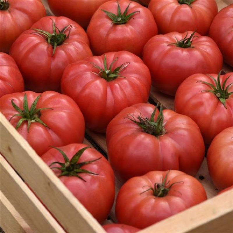 Tomato Blushing Star | Beefsteak Tomato | 100 Bulk Tomato Seeds ...