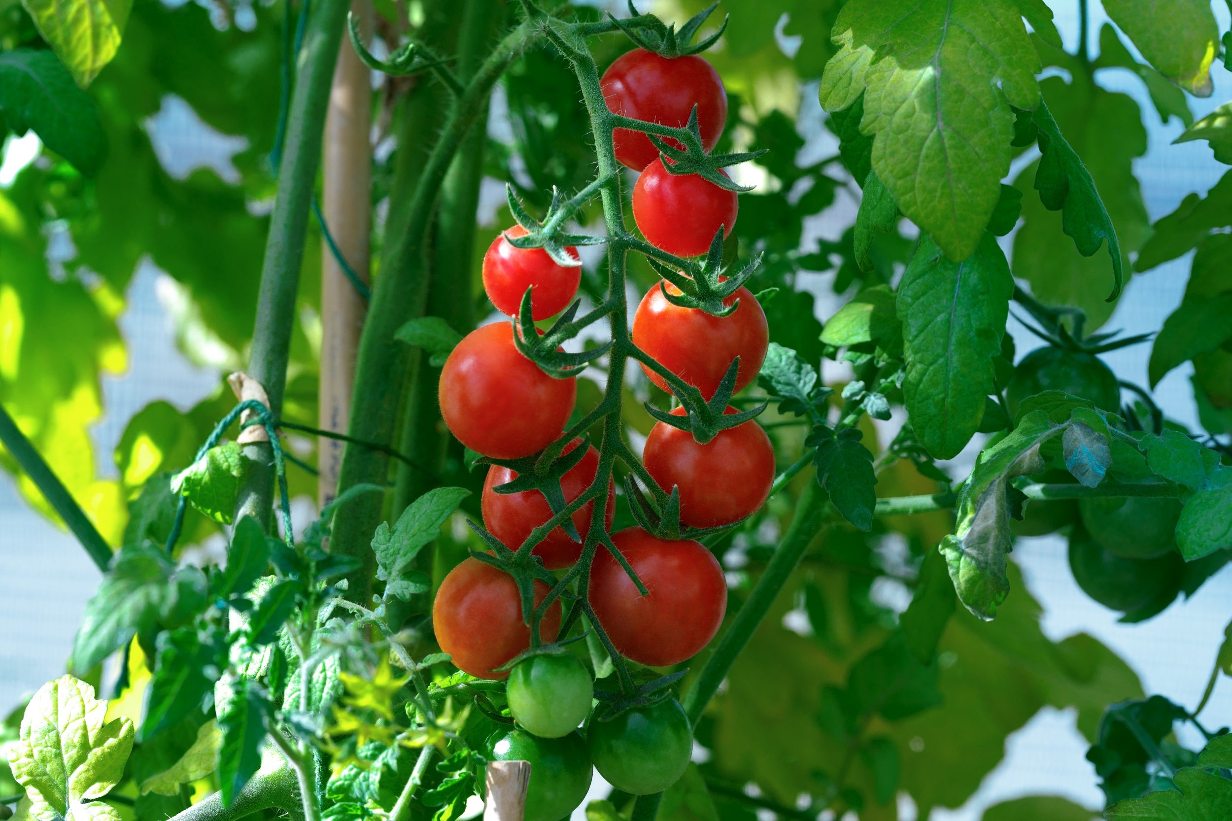 25 Tomato Seeds Tomato Ella Bella F1 Hybrid Cherry Tomato ...