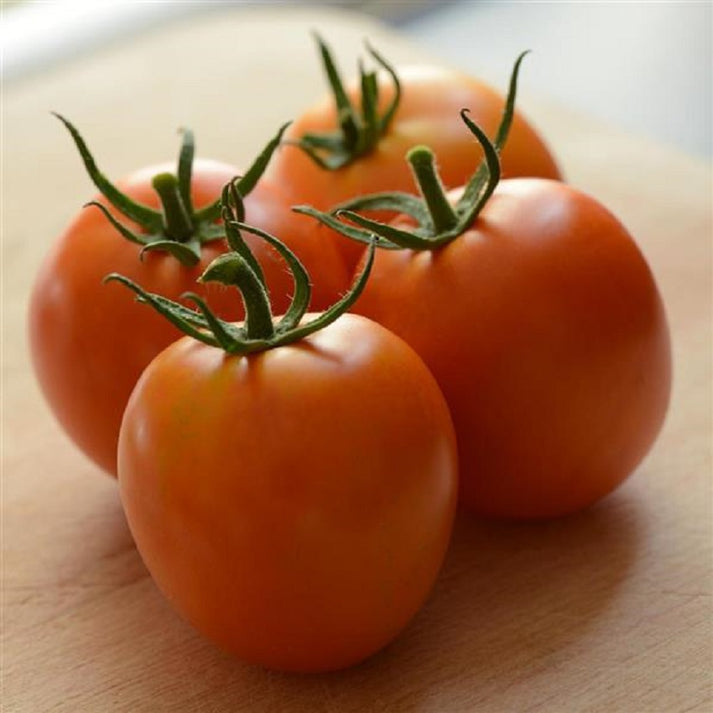 Heirloom Tomato Seeds | Tomato Marriage Perfect Flame | 25 Tomato Seeds ...