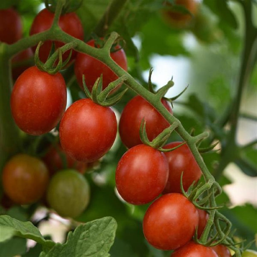 Tomato Seeds Tomato Helix 25 Seeds F1 Hybrid – trailingpetunia.com