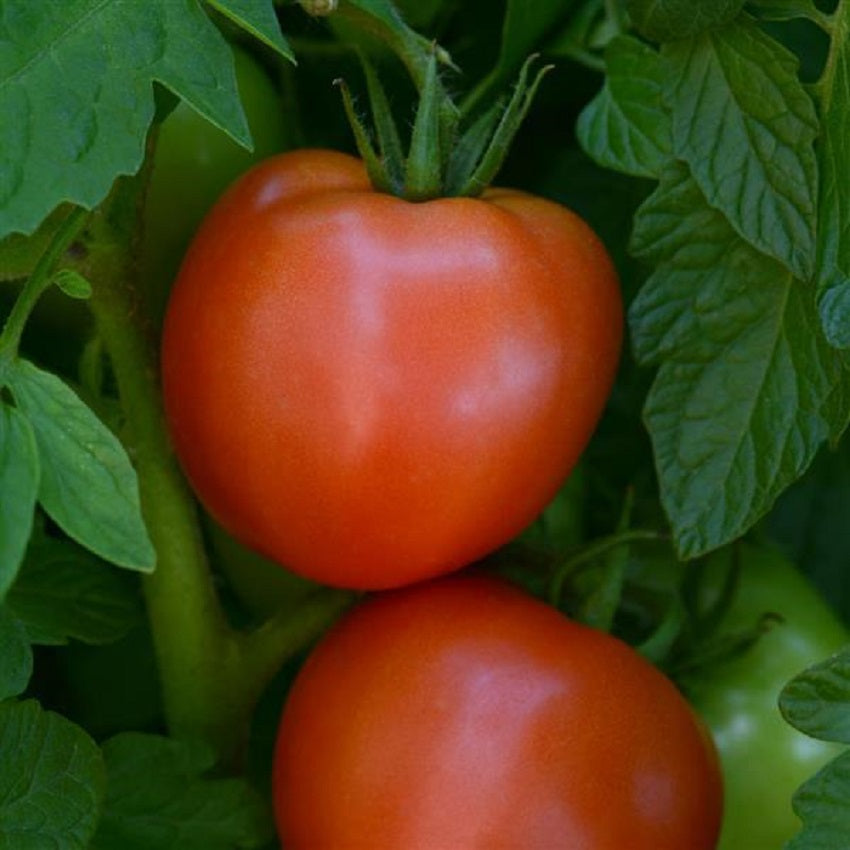 25 Tomato Seeds | Stellar Hybrid Tomato | Slicing Tomato