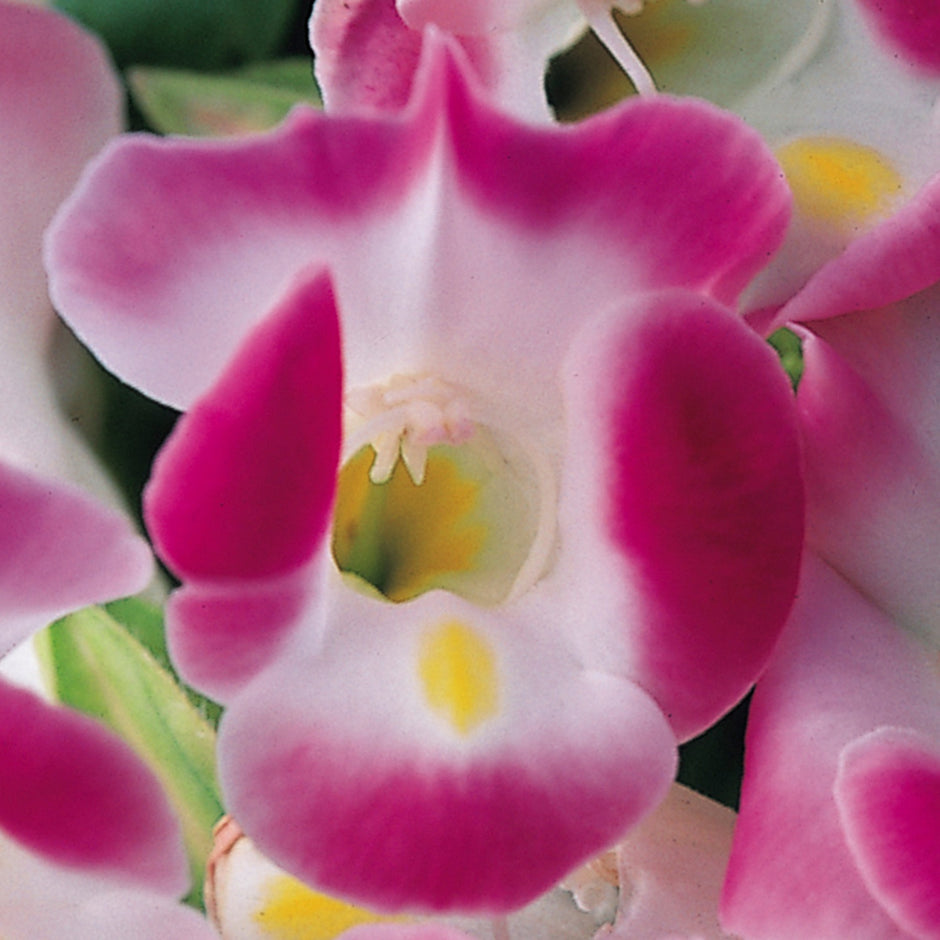 Torenia Seeds – trailingpetunia.com