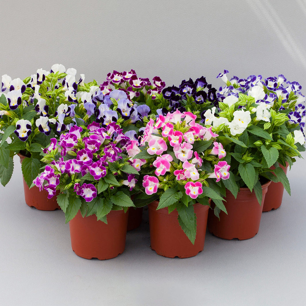 Torenia Seeds Collection: Mixed Torenia and Kauai Varieties ...