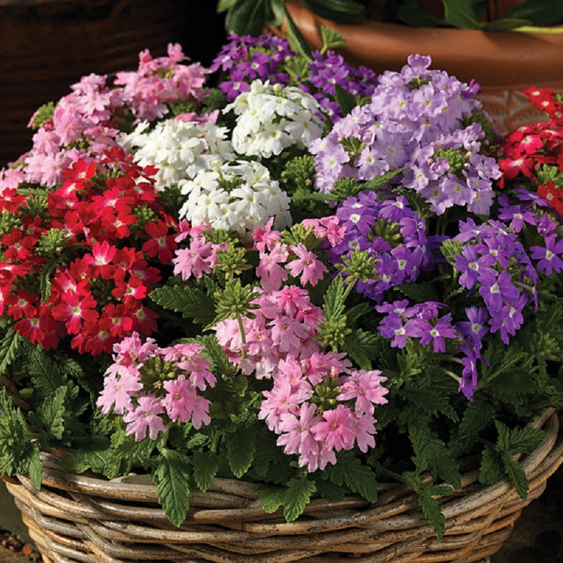 50 Verbena Seeds | Flower Seeds | Obsession Pastel Mix ...