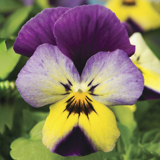 Viola Seeds | Viola Endurio | Trailing Viola – trailingpetunia.com