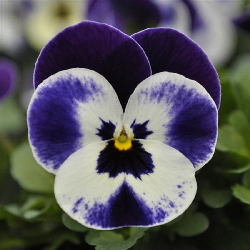 Viola seeds | Viola Quicktime Mickey | 50 Flower Seeds ...