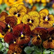 Viola Angel Tiger Eye Mix | Trailing Petunia | Perennial ...